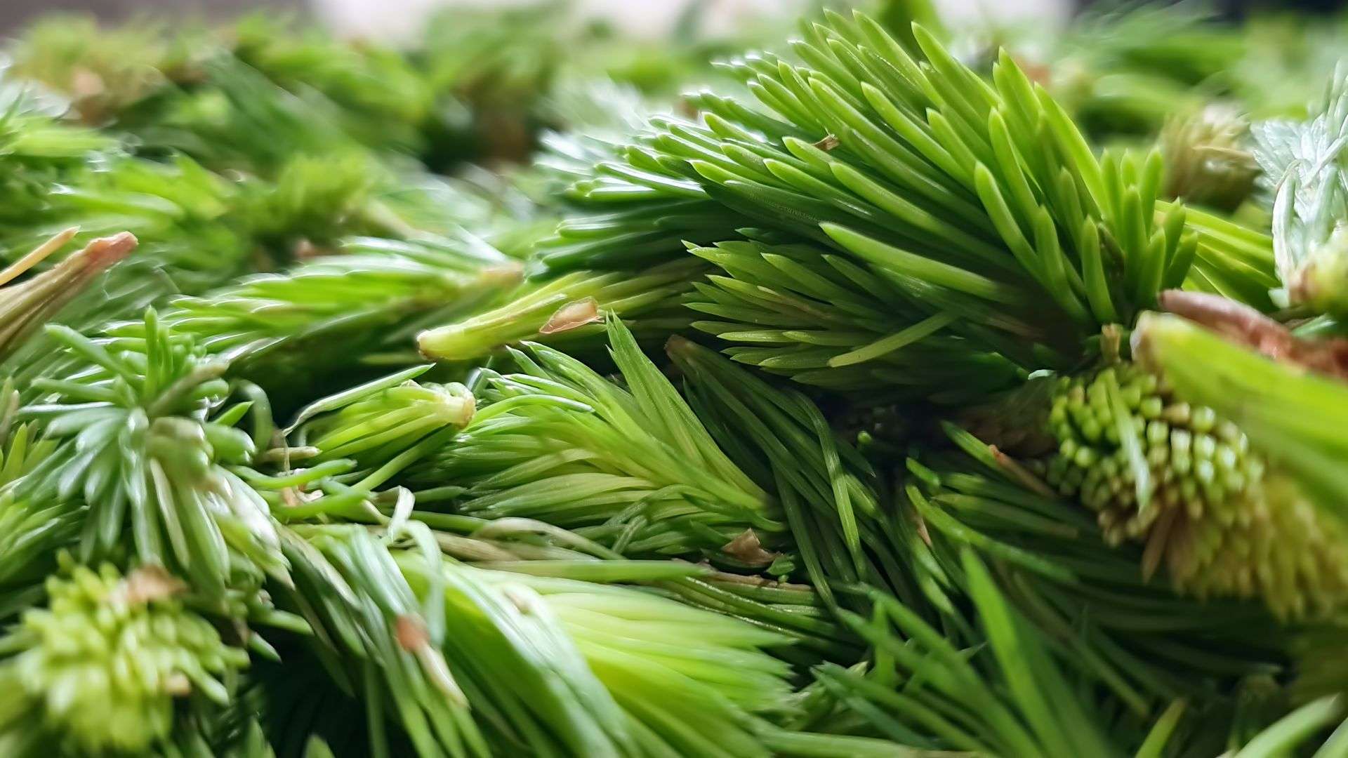 Pine buds and their benefits