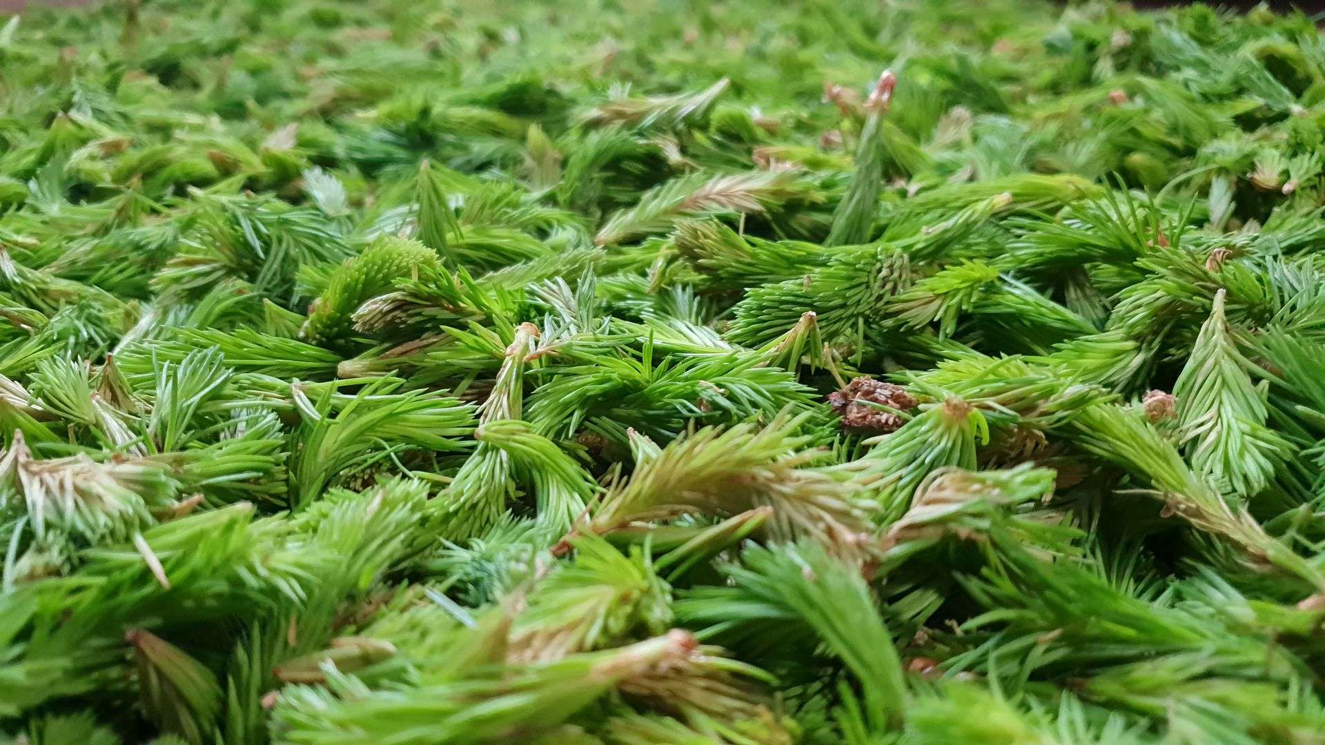 Pine buds and their benefits