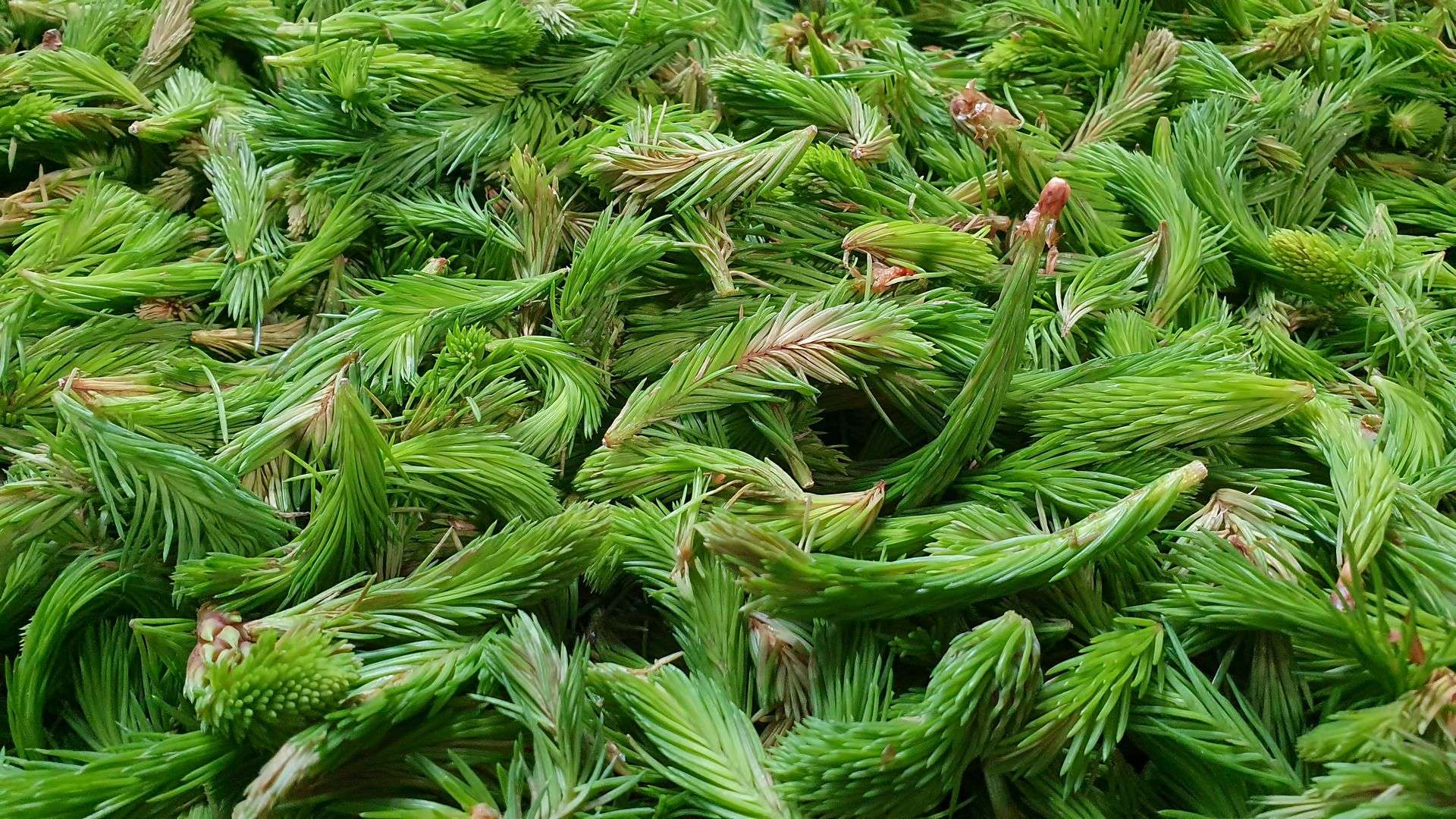Pine buds and their benefits