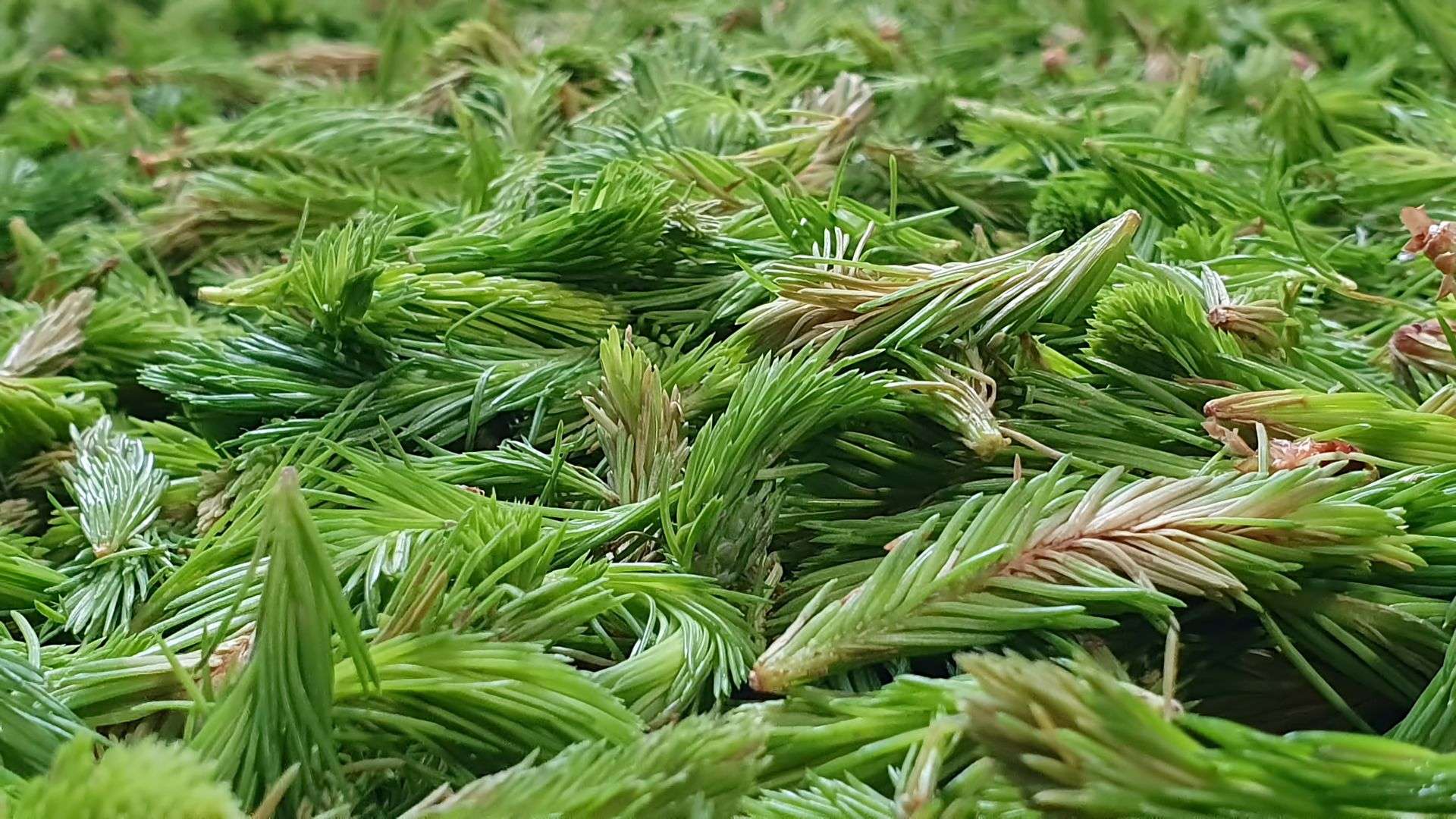 Pine buds and their benefits